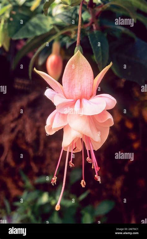 Close Up View Of A Fuchsia Flower Southgate A Double Pink Semi Trailing Deciduous Fuchsia With