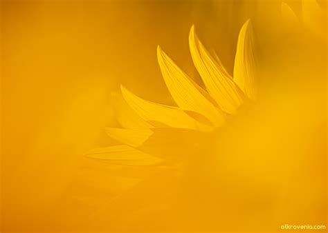 По ръба на лятото фото Природа Други Макро от Ico10 Христо Стефанов