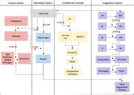 Clinical Manifestations Of Hereditary Angioedema And A Systematic Review Of Treatment Options PMC