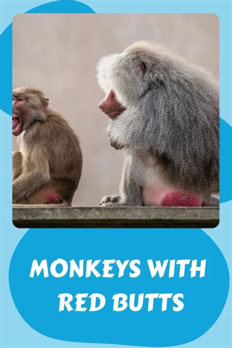Monkeys With Red Butts A Study Of Their Unique Adaptations