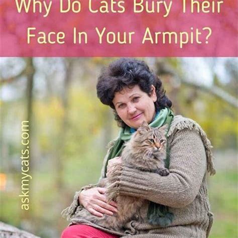 Why Do Cats Nuzzle Their Heads Diy Seattle