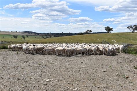 Lot 146 239 Mixed Sex Lambs Auctionsplus