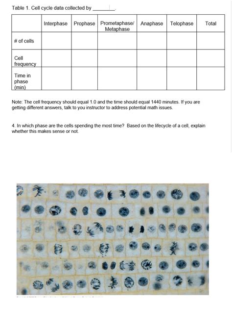 Table Cell Cycle Data Collected By Chegg Com
