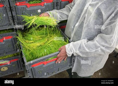 Israel Hargol Foodtech Is The Worlds First Commercial Grasshopper