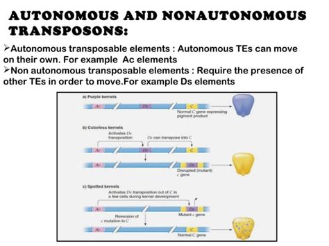 Is Elements Transposons Final Ppt Chemistry Science