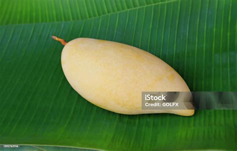 신선한 녹색 바나나 잎 배경에 황금 망고 과일 잘 익은 노란색 바라쿠다 망고 태국 열대 과일 0명에 대한 스톡 사진 및 기타 이미지 Istock