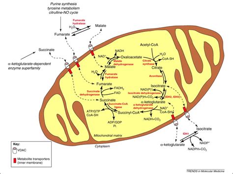 Revisiting The Tca Cycle Signaling To Tumor Formation Trends In