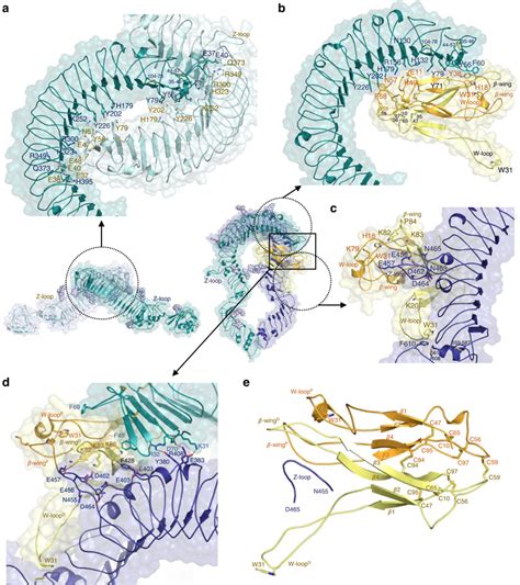 Ligand Induced Asymmetry A Close Up Top View Of The Homodimer Interface