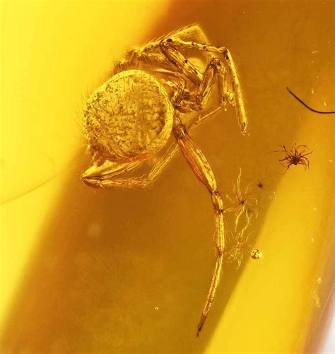 Detailed Araneae Spider Fossil Inclusion In Baltic Amber Etsy
