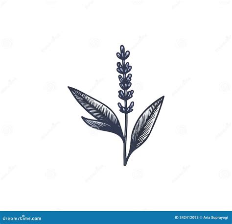 Lavender Plant Hand Drawn Illustration Vector Graphic Asse Stock Illustration Illustration Of