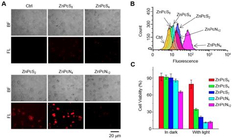 Intracellular Delivery Efficiency And Photoinduced Cytotoxicity Of The
