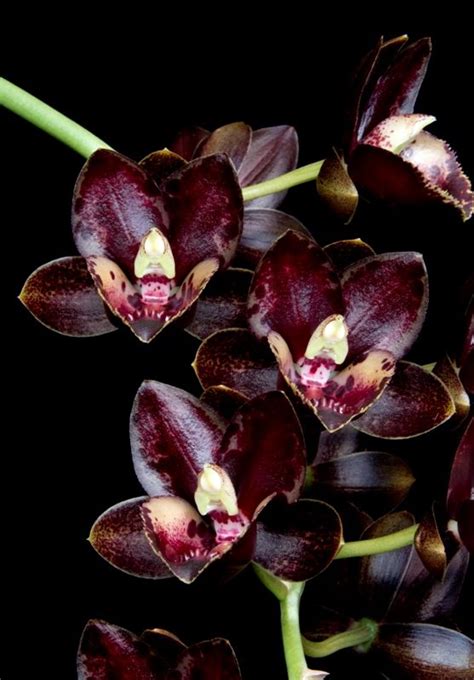 Fredclarkeara Beverly Danielson Corn Am Aos Orchids
