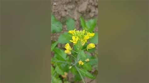 লুতু পুতু হাসবেন্ড Youtube