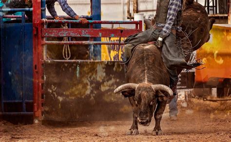 Born To Buck Inside Njs Longest Running Rodeo Tradition