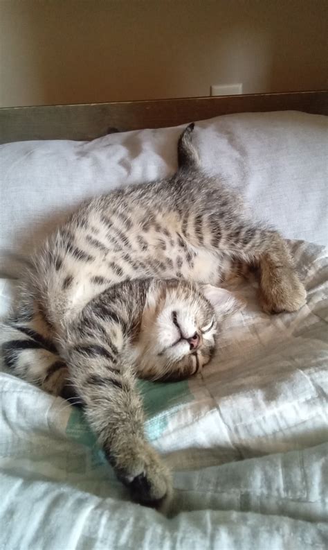 Coder King 2 Arcade Microsoft Makecode