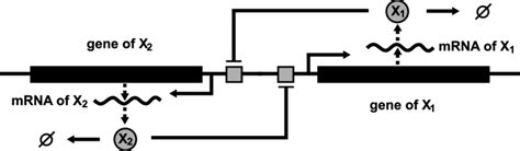 Genetic Toggle Switch Illustration Of A Genetic Toggle Switch The Two Download Scientific