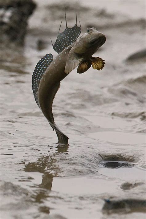 弹涂鱼的搜索结果 百度图片搜索 花瓣网