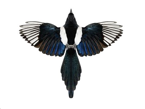 Night Bird Magpie Tattoo Cool Tattoos Pattern Tattoo