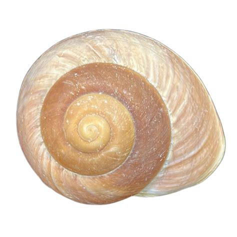 Dyed Metallic Dentalium Tusk Shells The Shell Connection