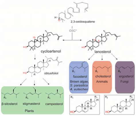 Sterol Biosynthesis Via Lanosterol Or Cycloartenol To Diverse End