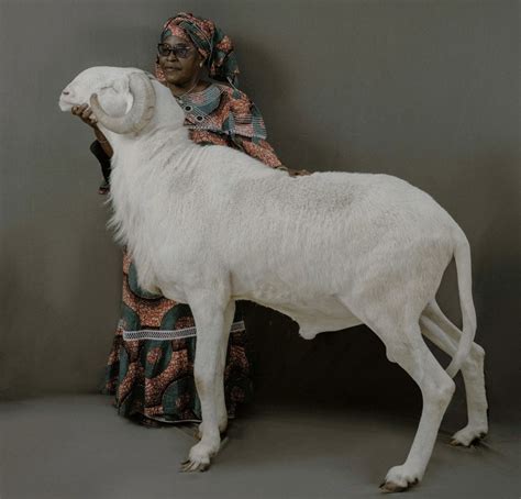 ဒေါ်လာ သောင်းချီ၊ သိန်းချီတန်တဲ့ ကမ္ဘာ့ အဖိုးအထိုက်ဆုံး သိုးများ