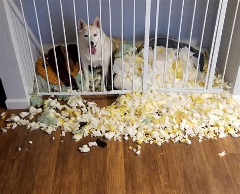Got A New Pupper Who Is 3 Years Old Learned The Hard Way That Shes