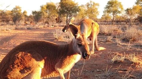 Australian Outback Animals Stock Video Footage 4k And Hd Video Clips