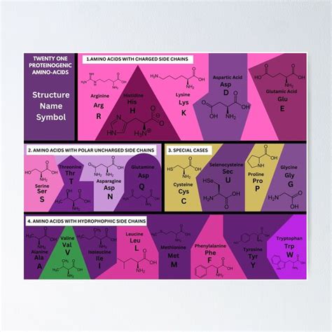 The Science Of Amino Acids 21 Proteinogenic Amino Acids Poster For