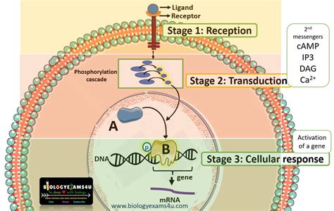 3 Stages Of Cell Signaling