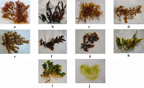A Rapid And Efficient Dna Extraction Method Suitable For Marine Macroalgae Pmc