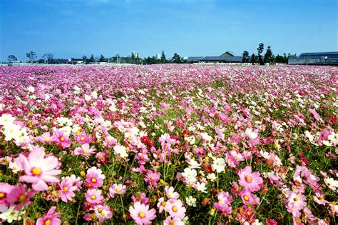 ダリアコスモスまつりなばなの里