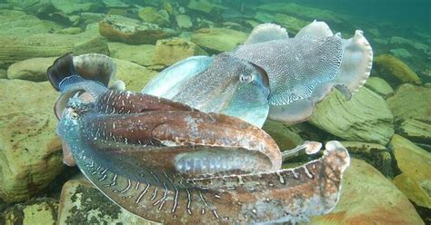 Sa Protects Cuttlefish Breeding Ground The Senior Senior