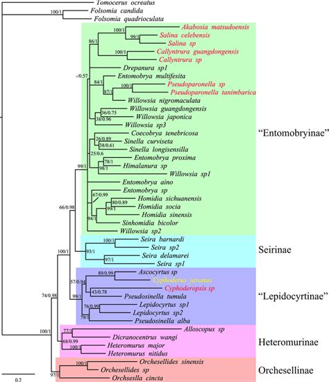Bayesian Phylogeny Of Entomobryoidea Based On Molecular Dataset Node
