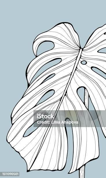 흑백의 큰 몬스테라 잎은 옅은 파란색 배경에 있다 색칠하기 책 장식 엽서 월페이퍼 및 프리젠테이션을 위한 열대 배경 낙서 드로잉에 대한 스톡 벡터 아트 및 기타 이미지