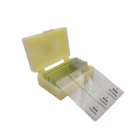 Pcs Onion Anther Meiosis Pcs Onion Root Tip Mitosis Prepared Glass Slides Microscope Specimen