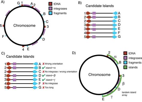 Islander Algorithm A And B Population Phase Trna And Tmrna Genes Download Scientific