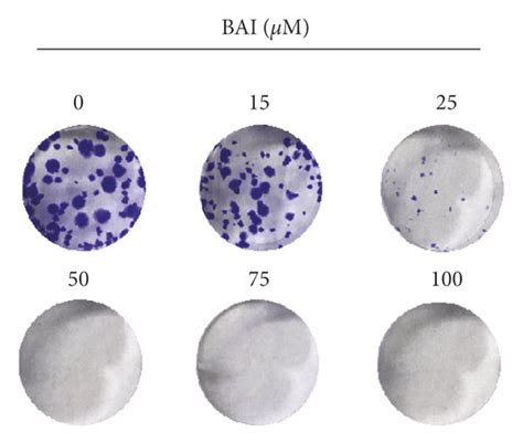Negative Regulation Of Bai On The Proliferation And Colony Formation In