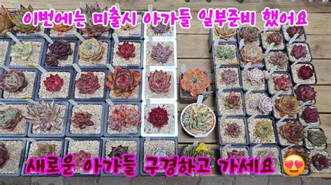 꼭꼭 감춰둔 미출시 신상 다육이 어디서도 볼수없던 다육이 묵둥이 창 신상 선별 특이종자 임시보호 이삐다육 달콤한총각다육 Youtube