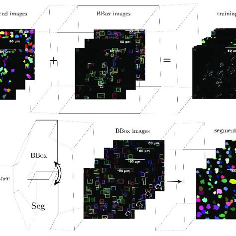 The Overall Model Of Instance Segmentation For Car T Cells Using