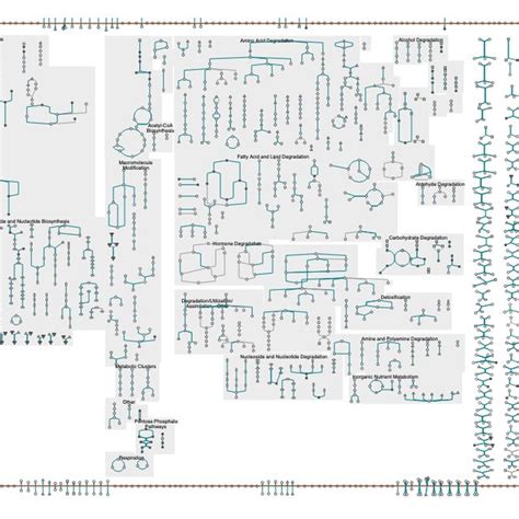 The Complete Human Metabolic Chart At Its Lowest Zoom Level Online