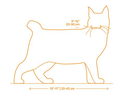 Pixie Bob Cat Dimensions And Drawings