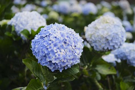 How To Grow And Care For Bigleaf Hydrangea And Keep It Thriving