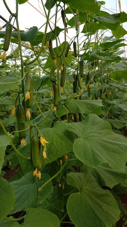 Elfİda F1 Cucumbers Atasay Tarım