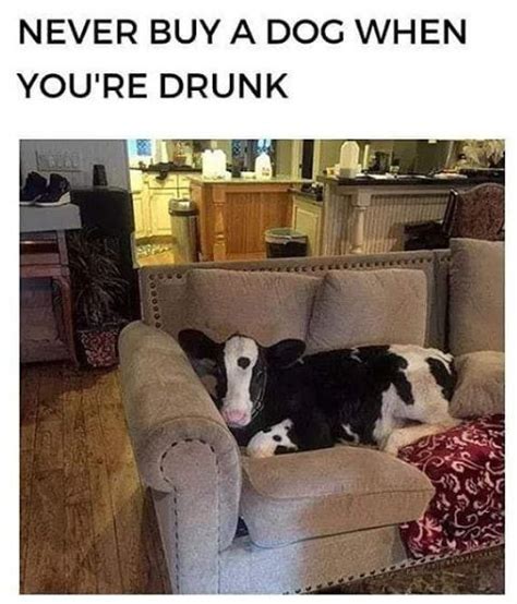 Dont Have A Cow Man Do Have A Cow Meme 25 Pics
