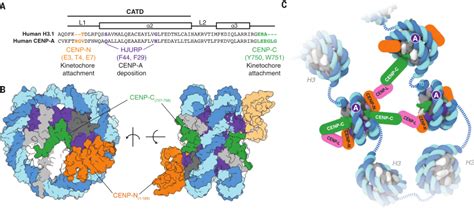 Structural Determinants Of Kinetochore Assembly On The Cenp A