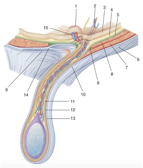 Spermatic Cord Diagram