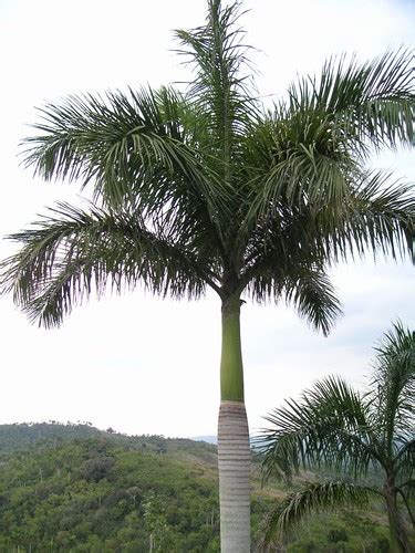 Roystonea Regia 02 Roystonea Regia Kunth O F Cook Areca Flickr