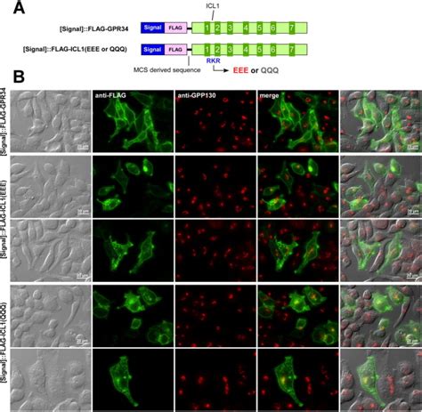 Placement Of An Exogenous Signal Sequence To The N Terminus Overcomes Download Scientific