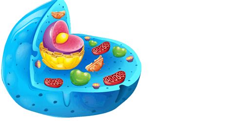 Структура клітини Тест на 9 запитань Біологія