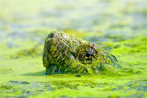Meet Chonkosaurus The Viral Massive Snapping Turtle In The Chicago